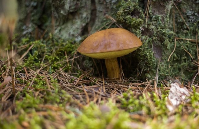 Visa planeta – didelis grybas? Mikologas atsako į netikėtus skaitytojų klausimus