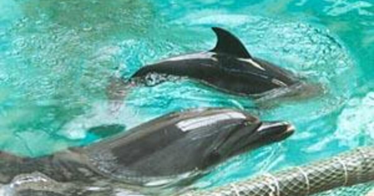 Delfinai - "ledlaužis" autistų terapijoje