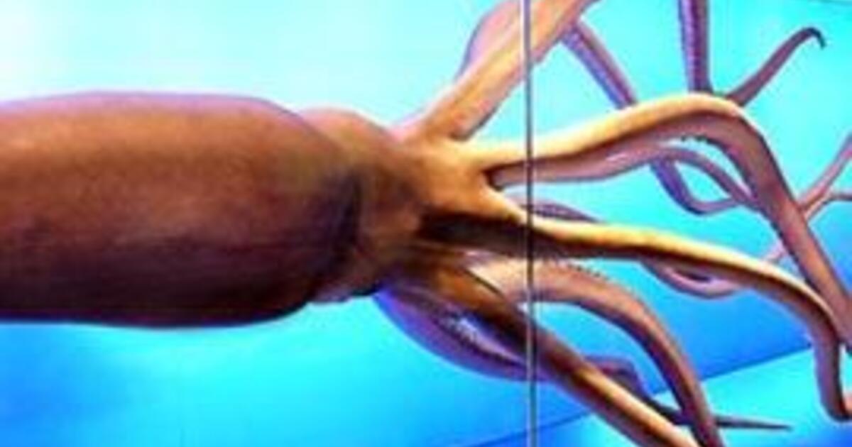 Japonijos jūros pakrantėje rastas negyvas didžiulis kalmaras