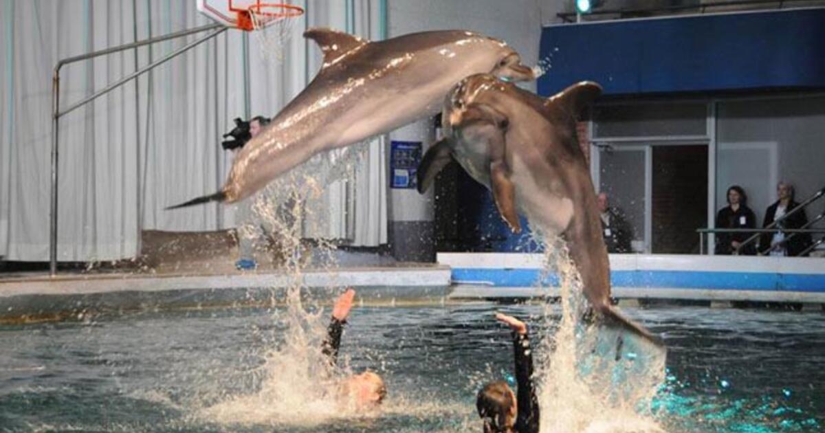 Jūrų muziejus ir "Mini Zoo" tapo britų biologų taikiniais