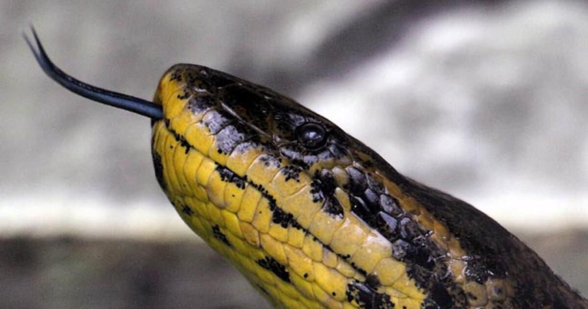 Muitininkai siuntoje surado anakondos odą