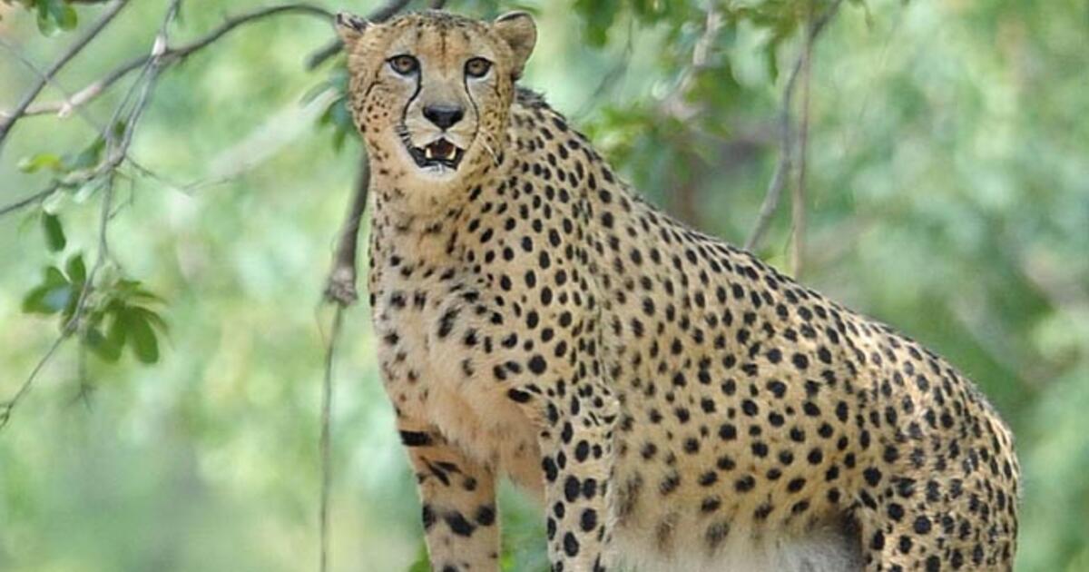 Pasprukusius gepardus namo parginė motinos šauksmas