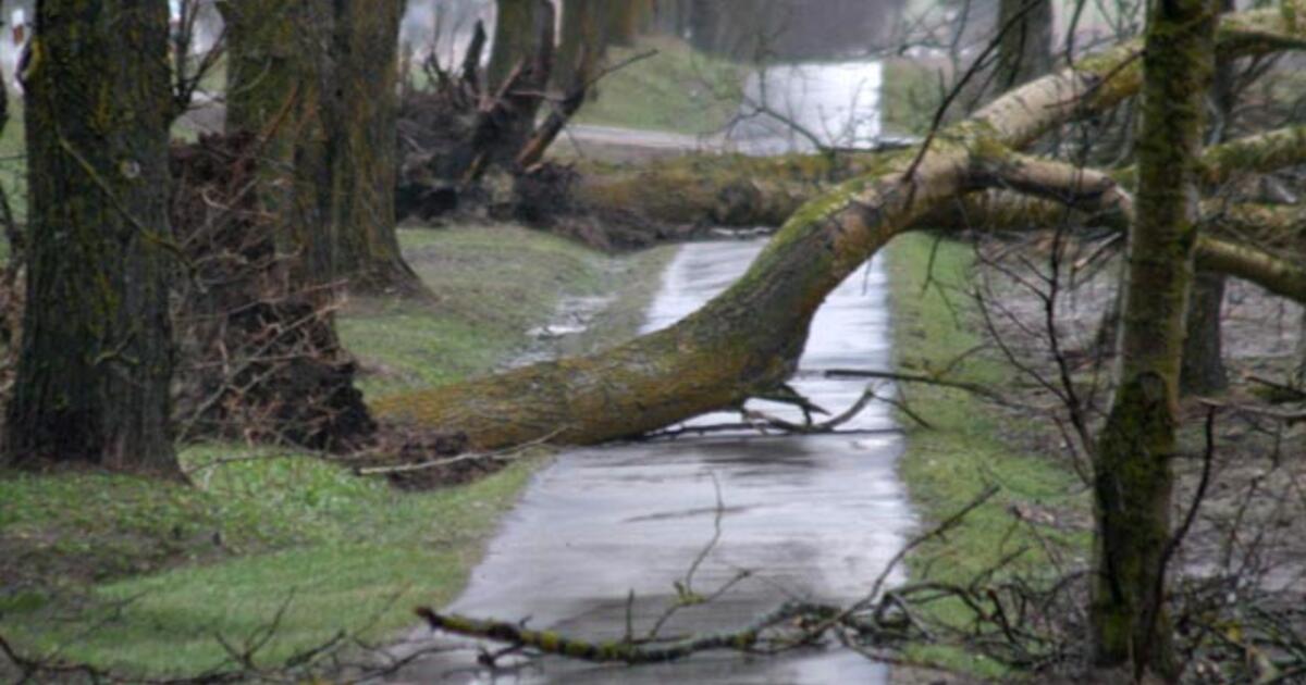 Šilutės rajone škvalas vartė medžius