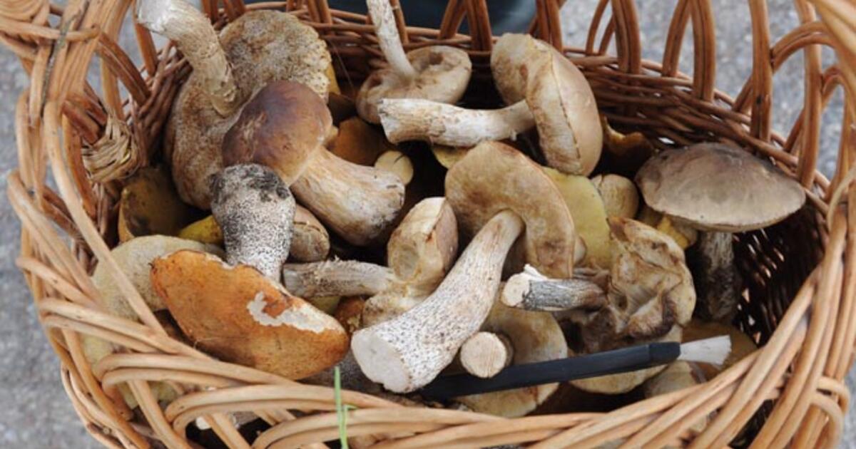 Fiksuojami pirmieji apsinuodijimai grybais: kaip padėti nukentėjusiam ...