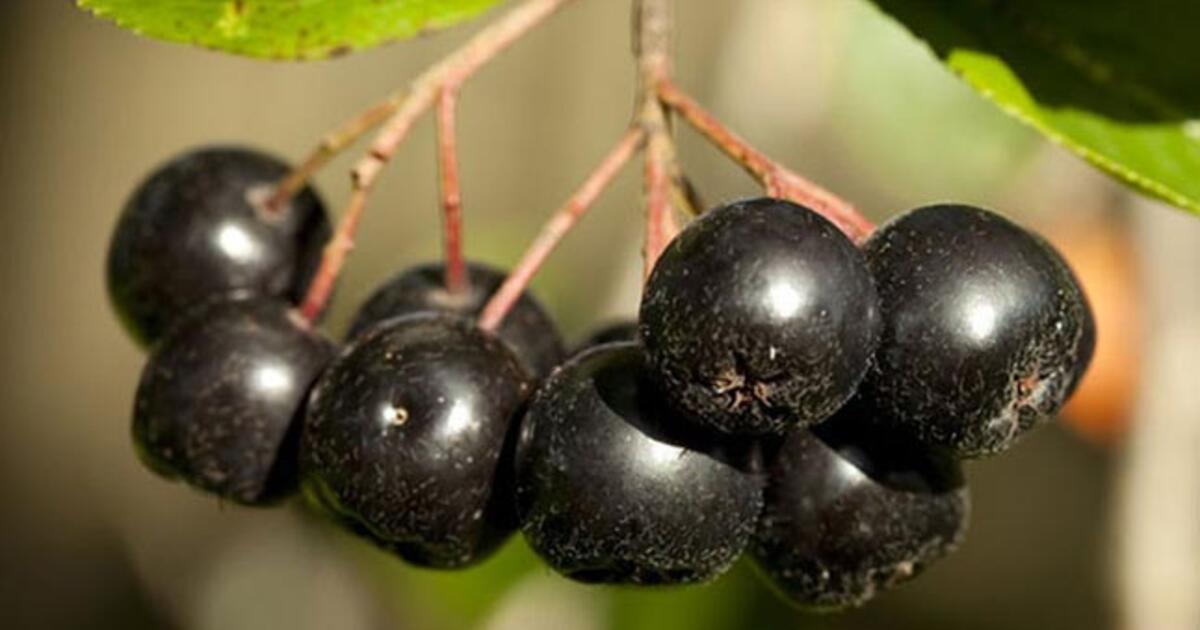 7 vertingiausios rudens uogos