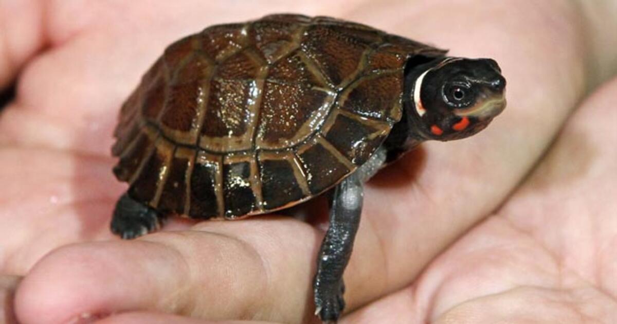 Gyvūnų mylėtojos rastą keramikinį vėžlį palaikė gyvu