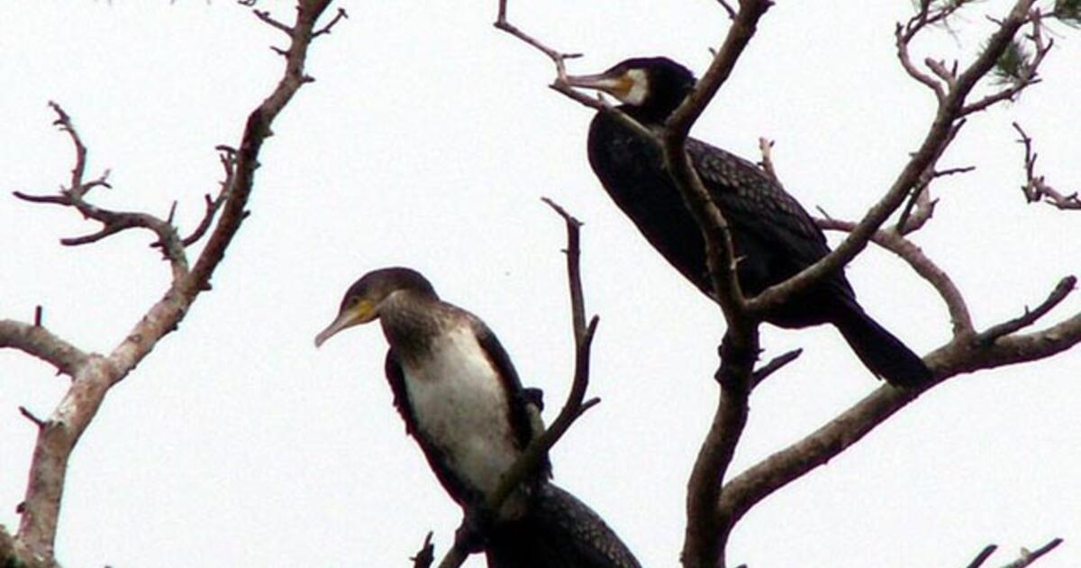 Didieji kormoranai – per daug demonizuoti paukščiai