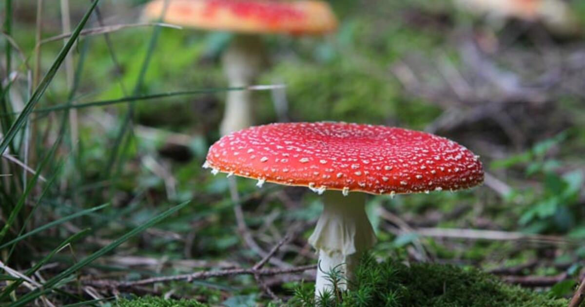 Mirtis per 24 valandas: kokių grybų negalima net liesti