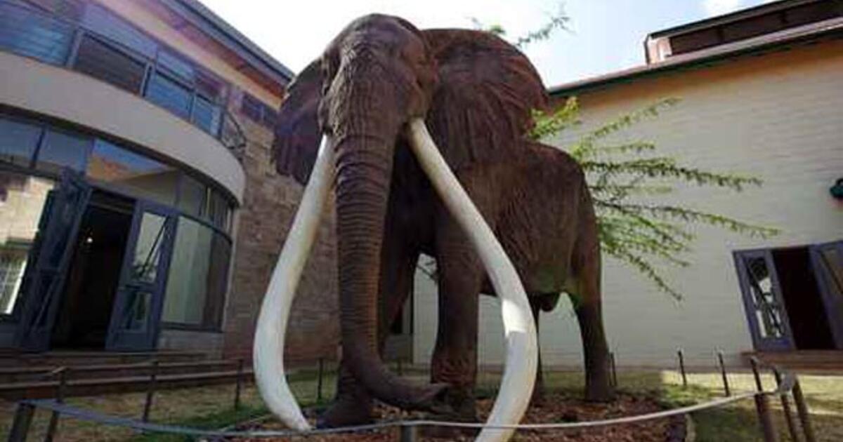 Mokslininkai įsitikinę, kad mamutai išnyko ne dėl žmonių medžioklės