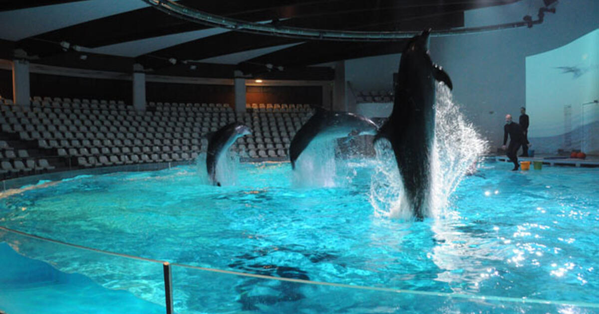 Delfinariumas dvidešimtmetį pasitinka įspūdingu reginiu