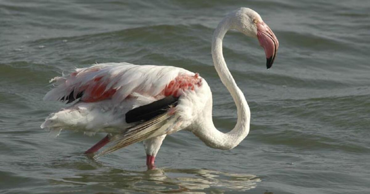 Lietuvoje aptikti rožiniai flamingai ornitologų nenustebintų