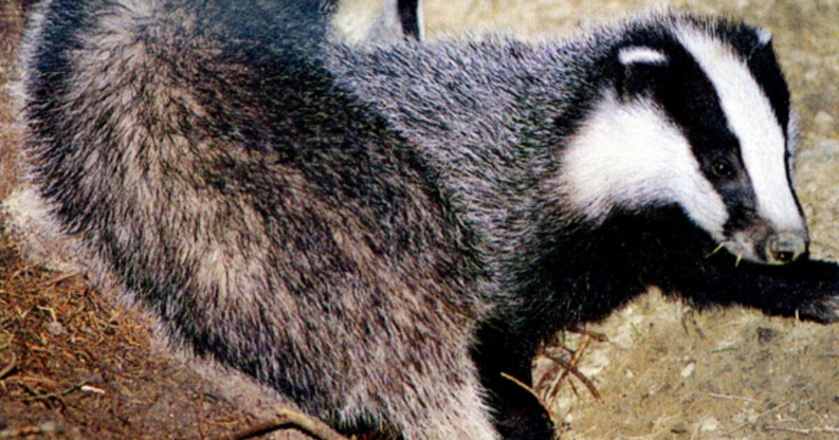 Pusiaužiemis, barsukai ir kt.