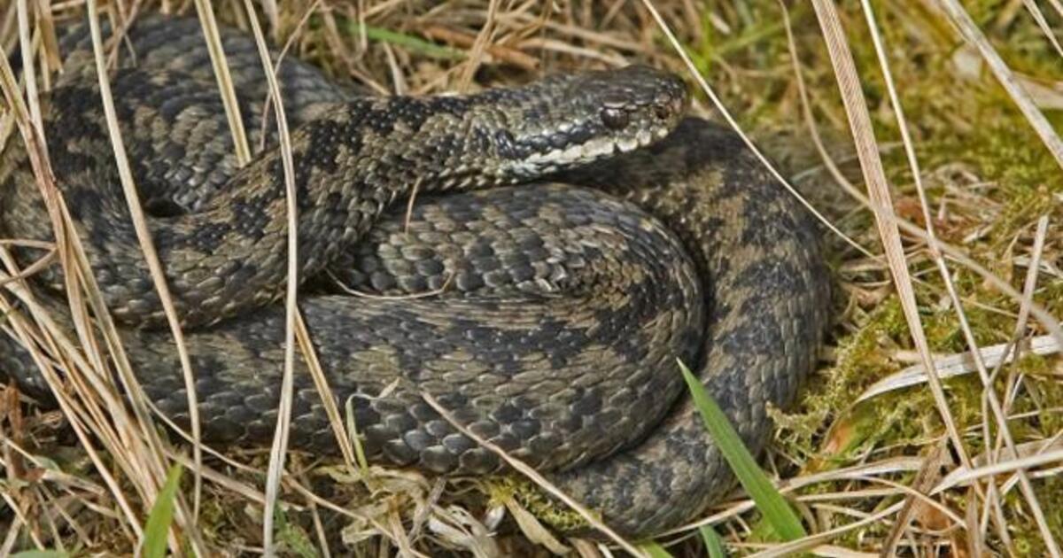 Vyras mirtinai įkando gyvatei