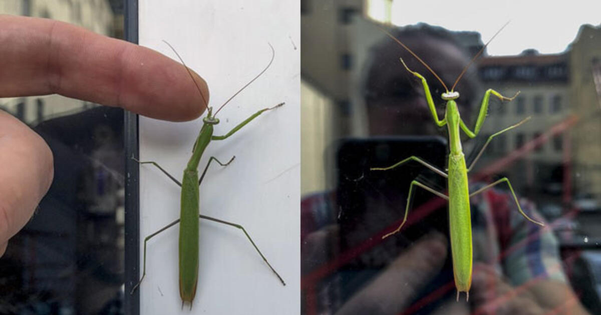 Į Lietuvą plūsta vabzdžiai kanibalai