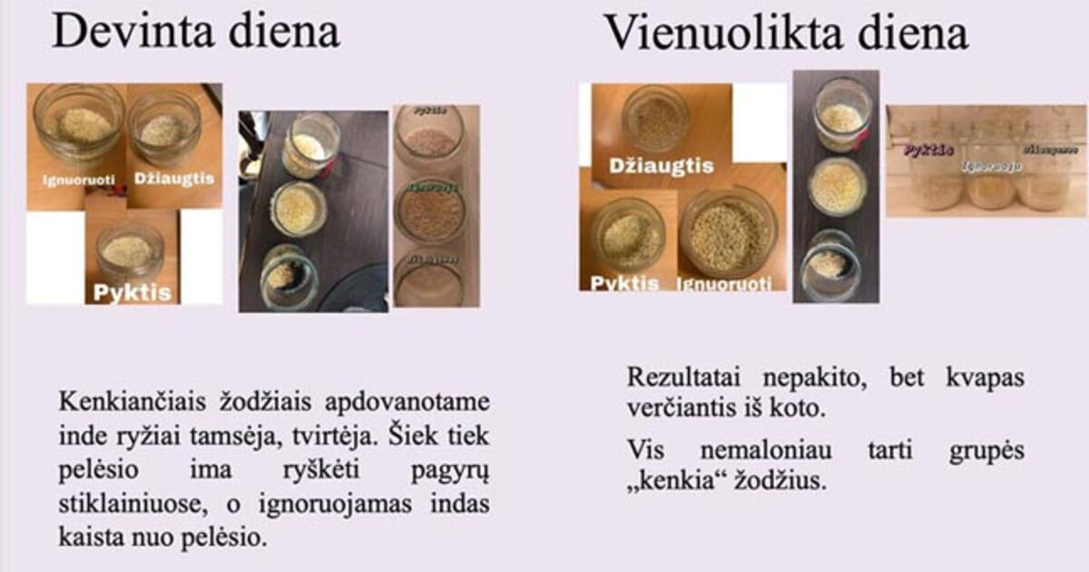 Mokinių eksperimentai. Kaip ryžius pakeitė skaudinantys žodžiai?