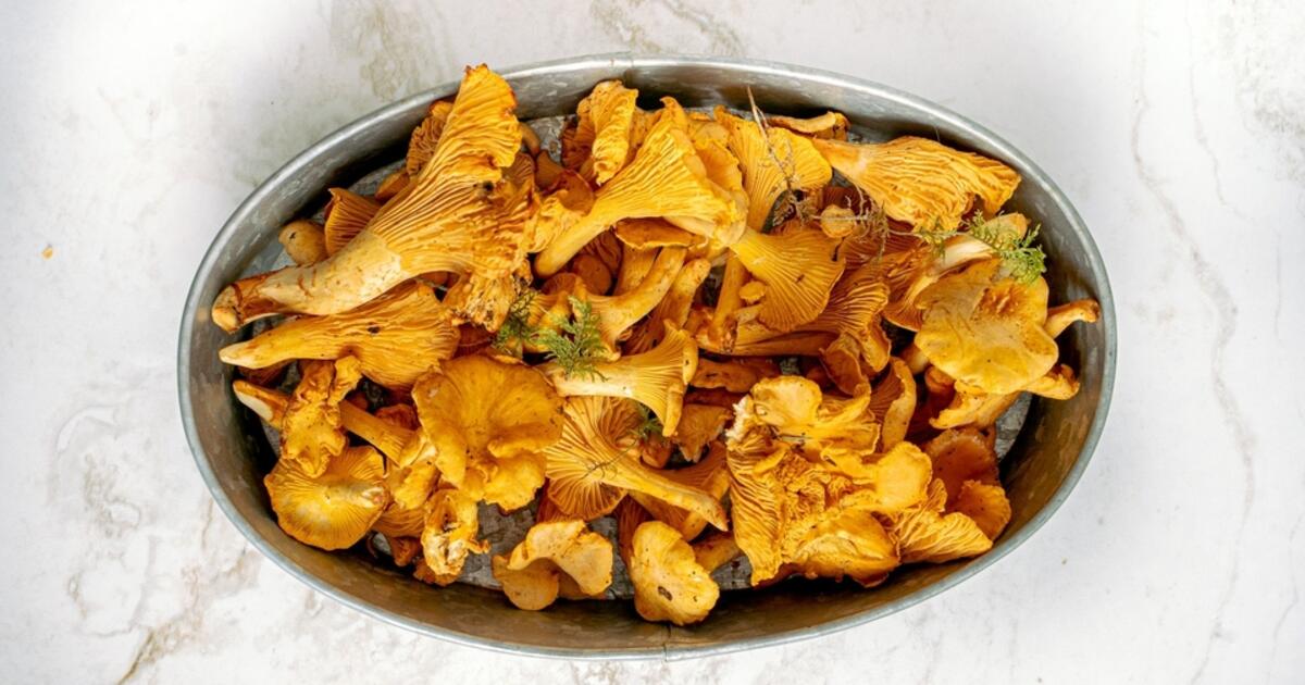 Voveraitės – vieni laukiamiausių grybų: karščio sukelti iššūkiai ir ...