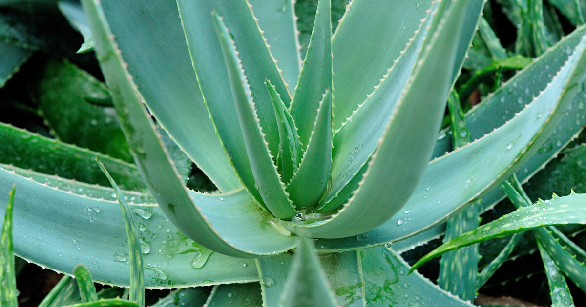 9 augalai, kurie panaikins blogą aurą, prisotins namus deguonies ir ...