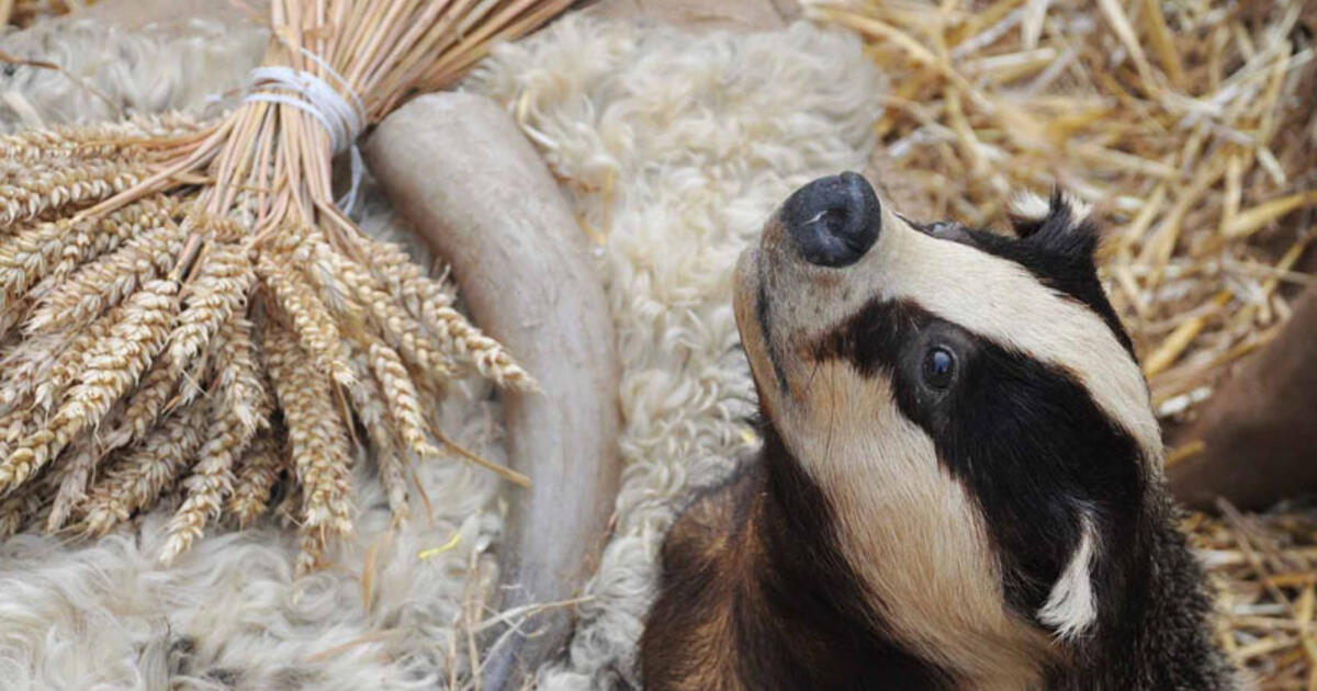 Saulės ratas: Pusiaužiemis