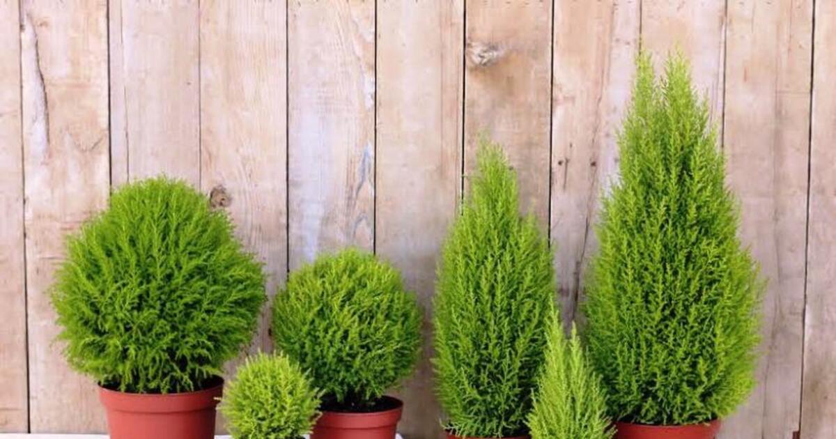 Kambarinis kiparisas - kaip prižiūrėti