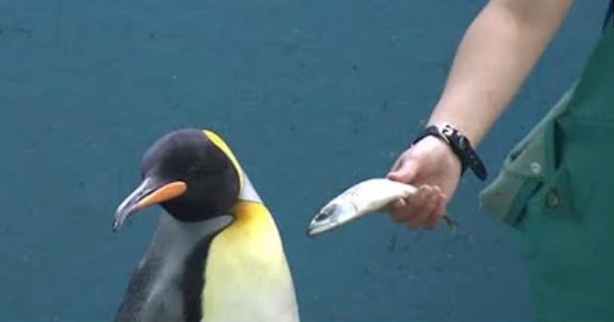 Japonijos akvariume pingvinai šeriami pigesnėmis žuvimis - ir jie nėra ...