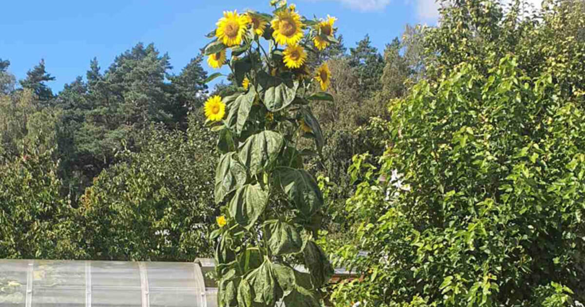 Saulėgrąža praaugo medžius