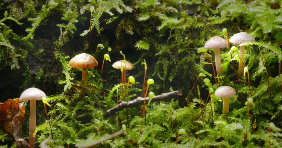 Lietuvoje atrastas retas grybas – mėlynlakštė mažasporė