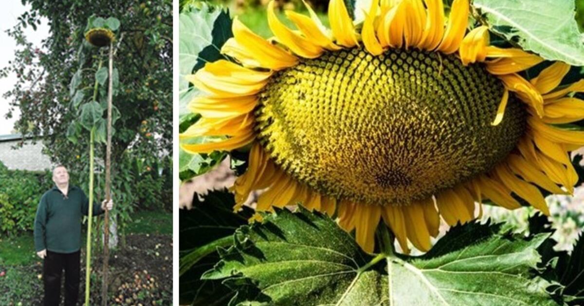 Saulėgrąžą grąžins paukščiams – sėjėjams