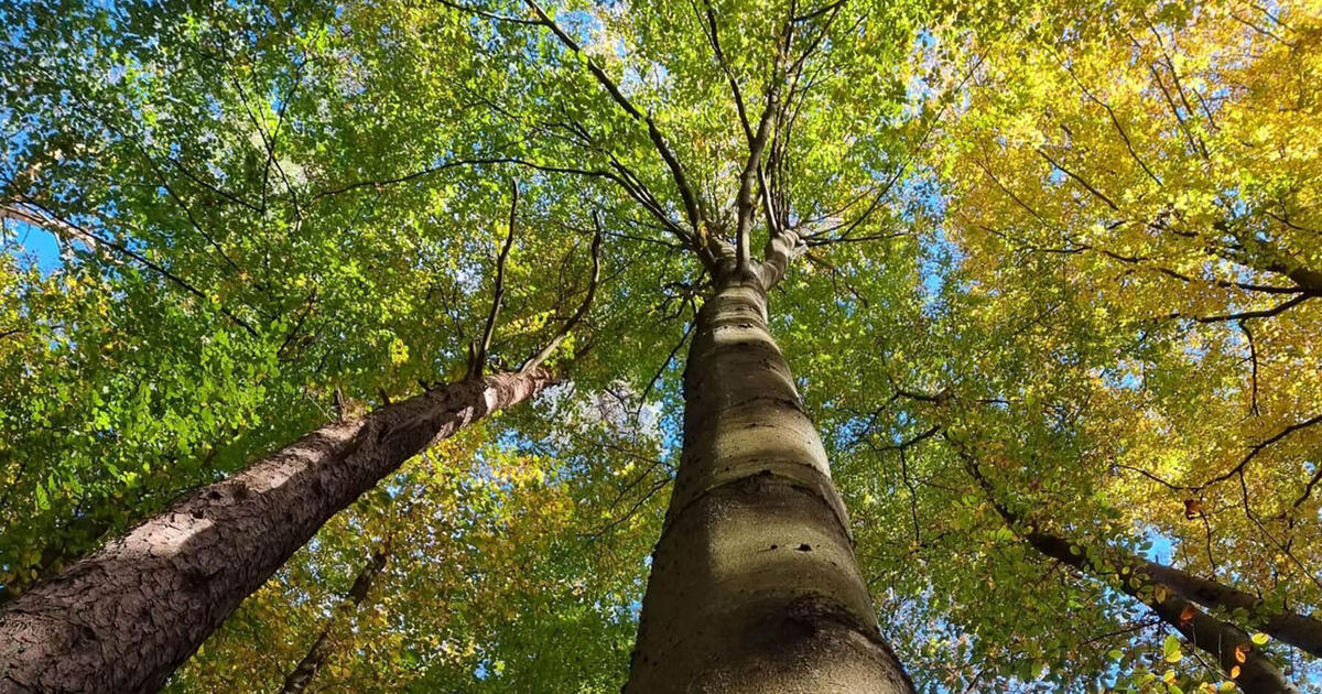 Miškininkai Lietuvoje rengiasi įveisti daugiau buko medžių | Vakarų ...