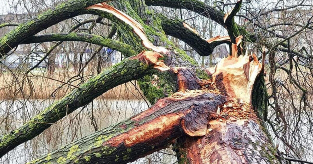 Klaipėdos Malūno parke įžūliai siautėja bebrai