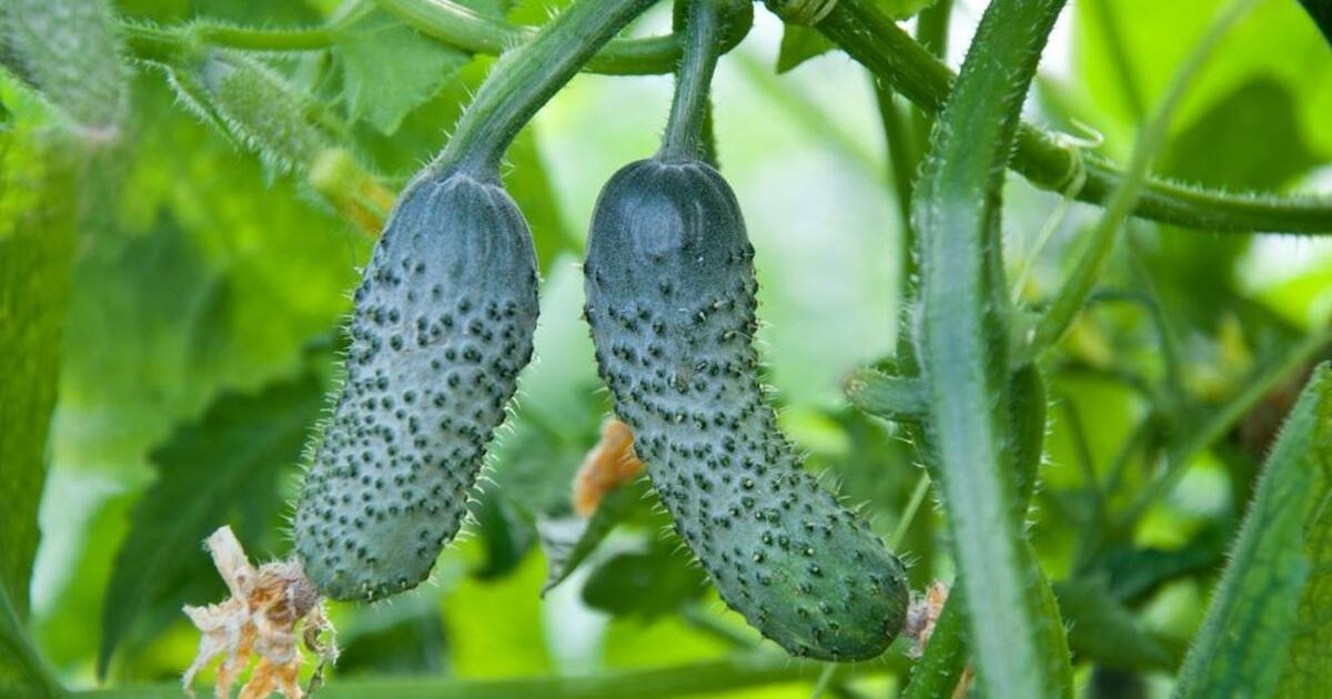 Po to agurkai pradės nokti penkis kartus greičiau. Daržininkas ...