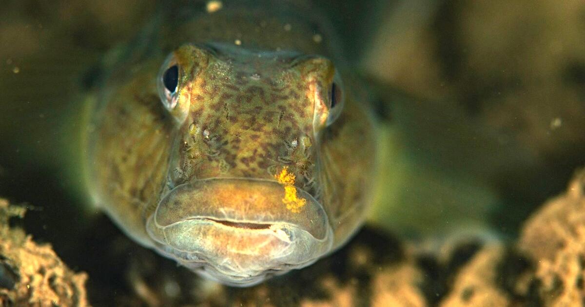 Invazinė žuvis keičia Baltijos jūros rifo buveines: dėl jos drastiškai ...