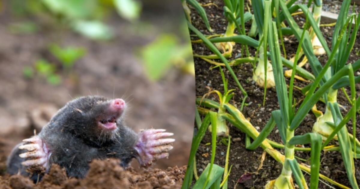 Kaip iš kiemo išvaryti kurmius: paprasti būdai, padėsiantys kiekvienam ...