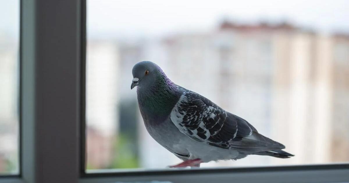 Ką reiškia, jei ant palangės sėdi balandis: būtinai tai prisiminkite