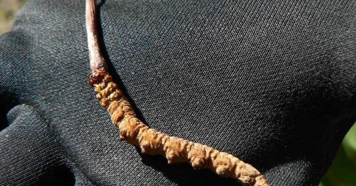 Vertingiausias parazitas pasaulyje: grybas, dėl kurio vikšrai verti ...