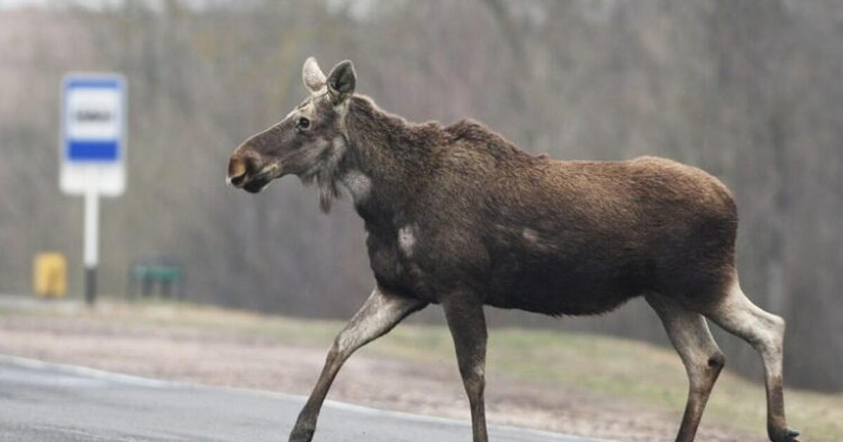 Avarija magistraliniame kelyje: briedis nugaišo, žmonės atsidūrė ligoninėje