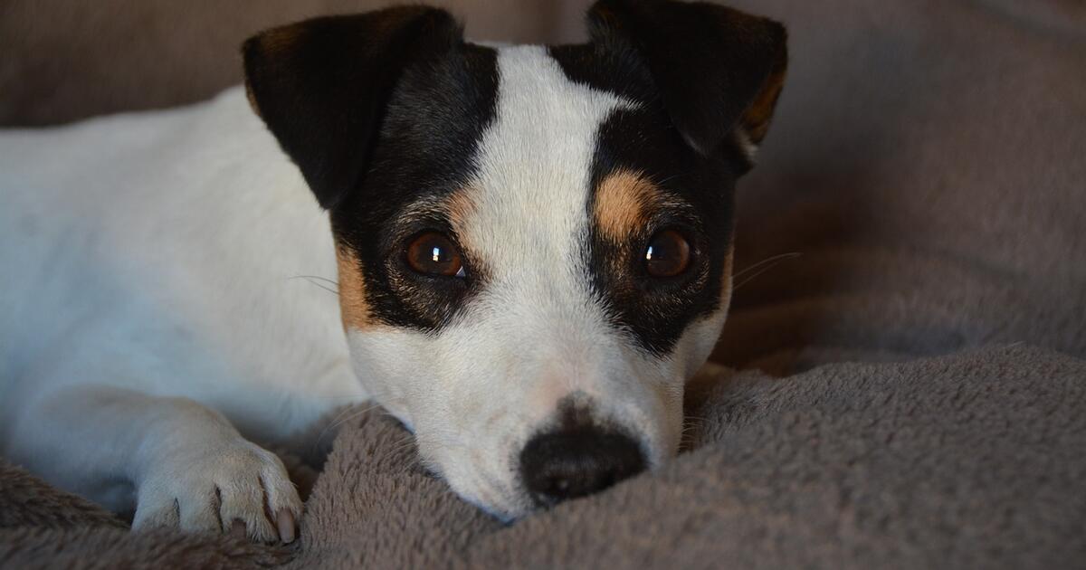 Pamirškite korgius: naujieji karališkieji šunys - Džeko Raselo terjerai ...