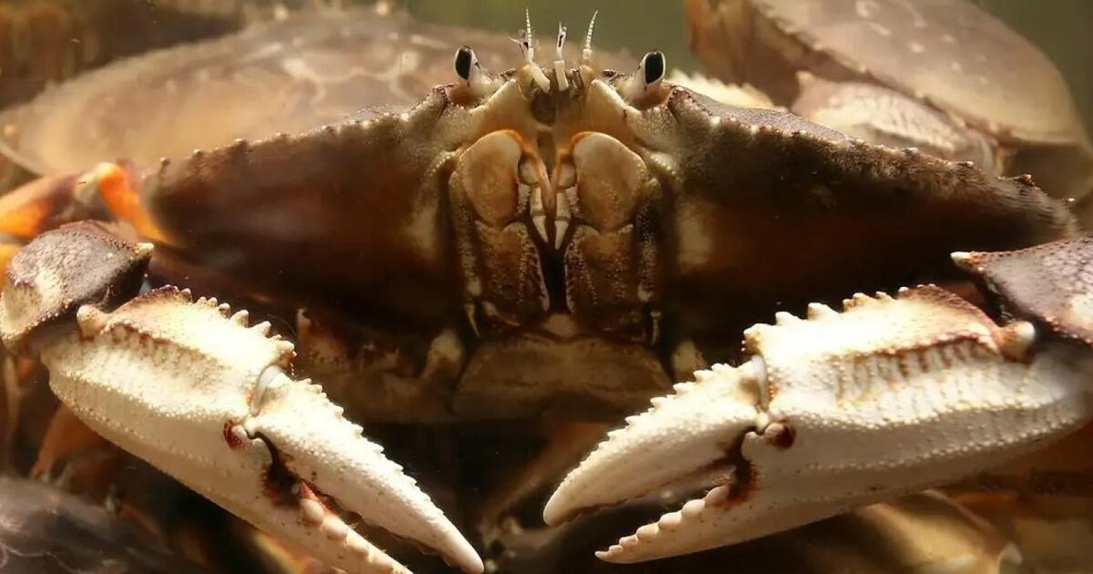 Visame pasaulyje nyksta jūrų krabų populiacija: mokslininkai mano, kad ...