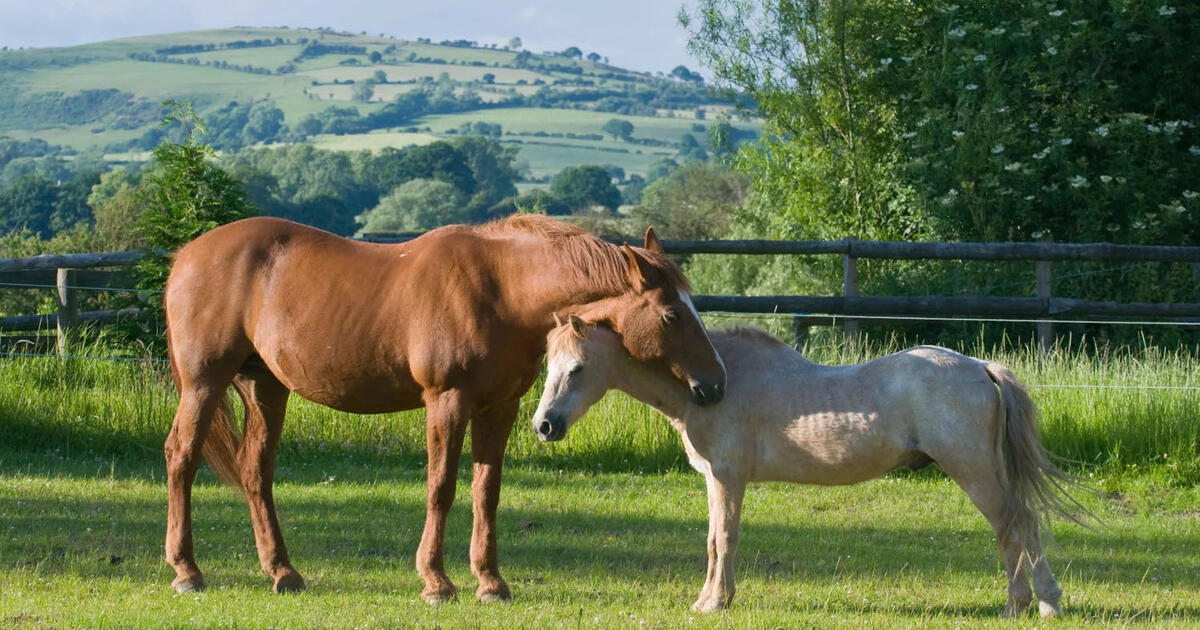 Kodėl arkliai miega atsistoję?