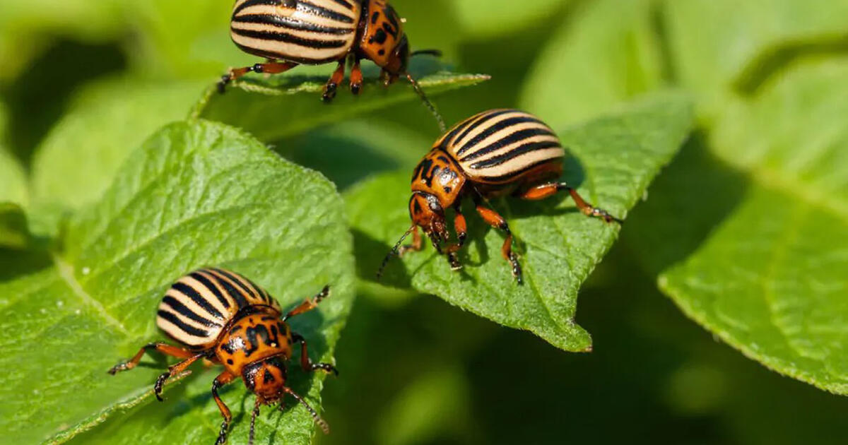 Ko bijo kolorado vabalas: veiksmingi liaudies metodai kovai su kenkėju ...