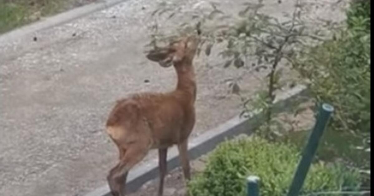 Stirnos budelis slėpė įkalčius, bet buvo demaskuotas
