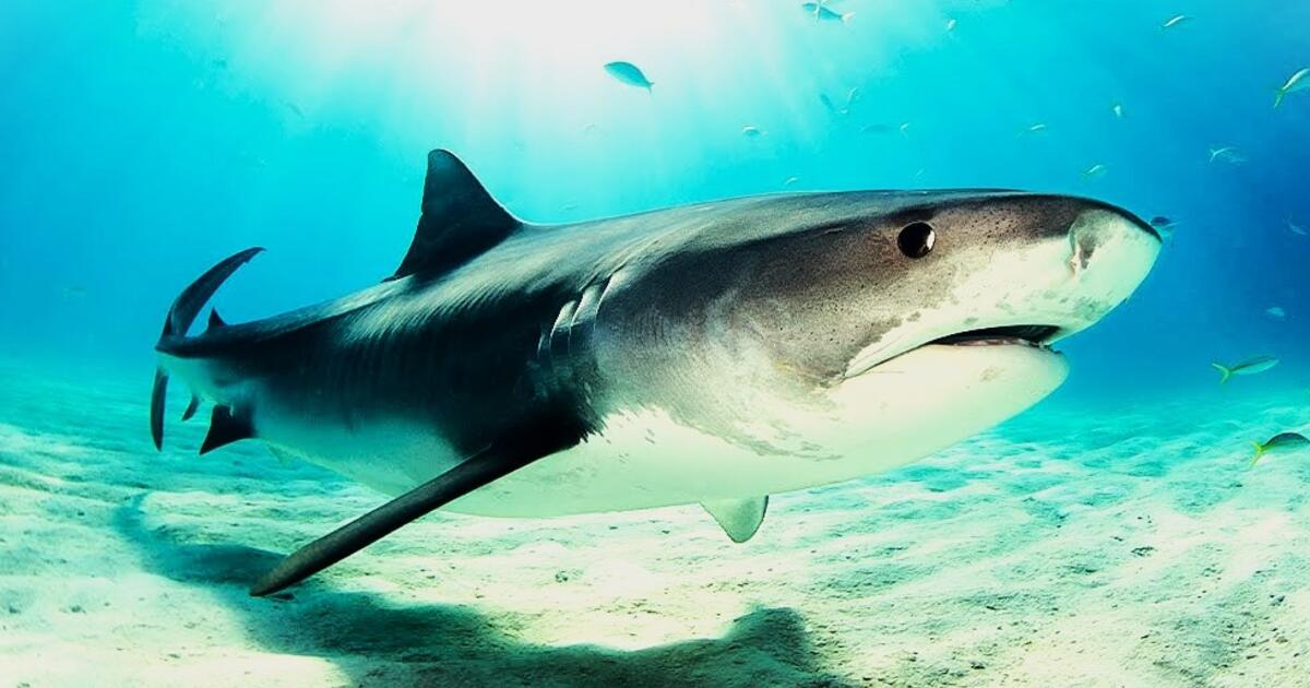 Rykliai užpuolė Long Ailendo salos pakrantę