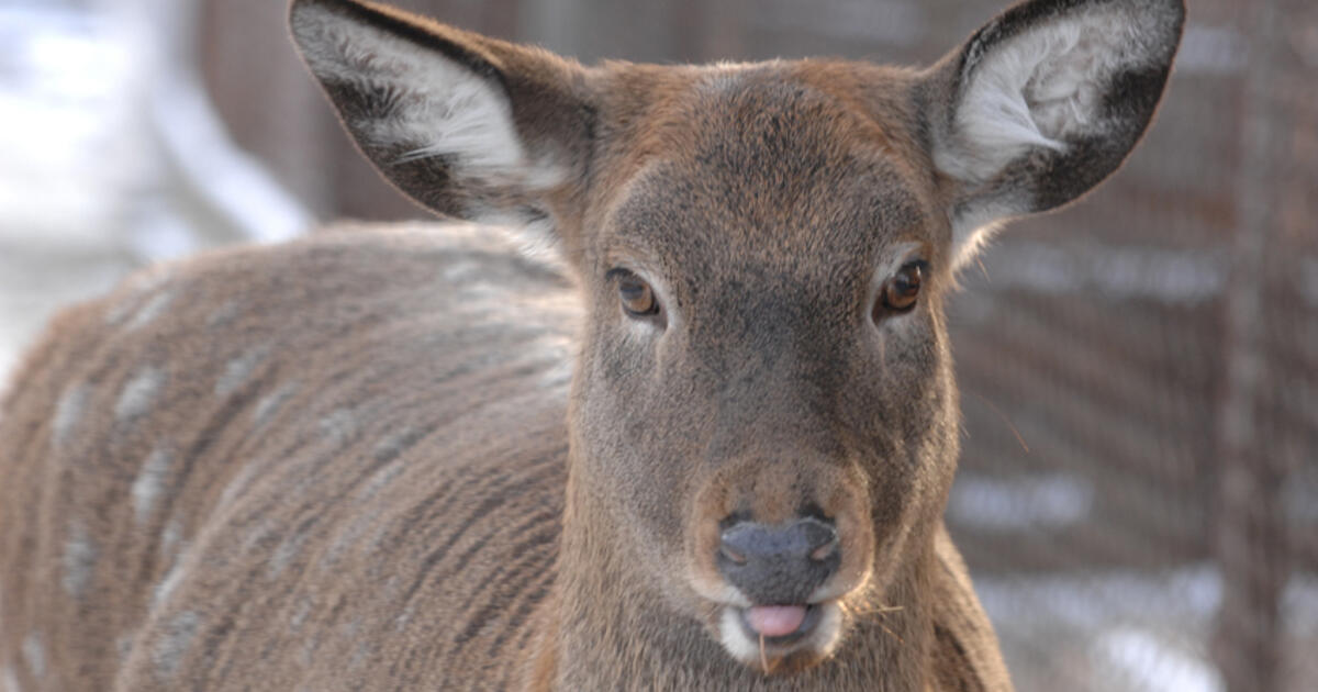 Klastingame Neringos kelyje policininkai pateko į avariją: neišvengė ...