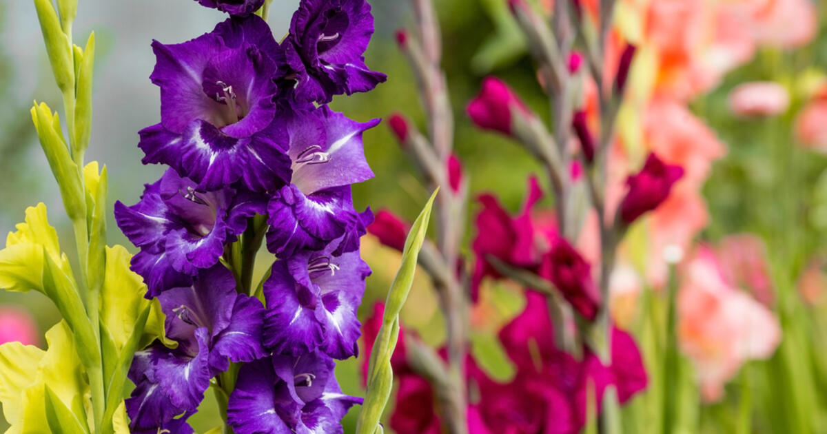 Kada ir kaip sodinti kardelius pavasarį: nepraleiskite datų