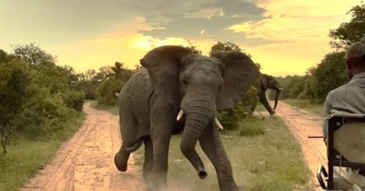 Pietų Afrikoje dramblys mirtinai sutrypė ispanų turistą | Vakarų ekspresas
