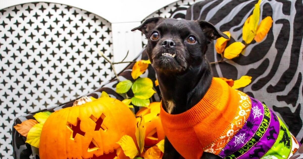 Helovinas – šventė ir augintiniams: kaip kūrybiškai pasiruošti ir kur ...