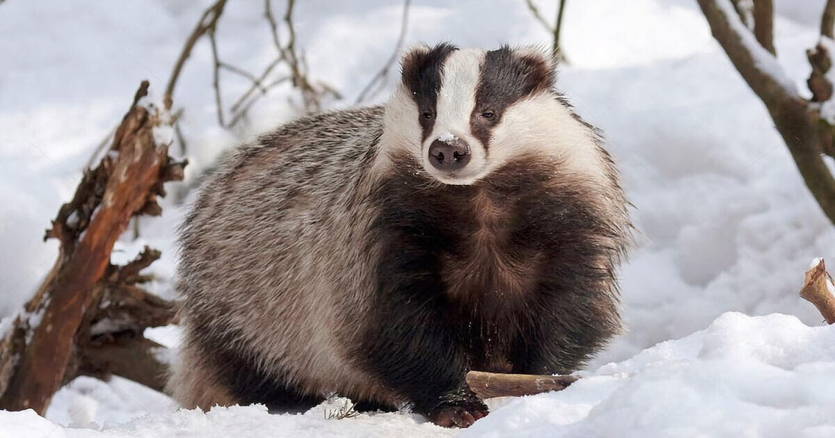 Kam ruošiasi barsukas?