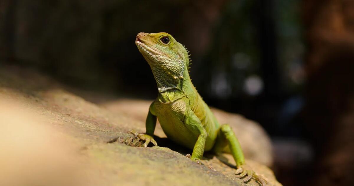Lietuvos zoologijos sodo Kinijos vandens drakonas išpranašavo, ką žada ...