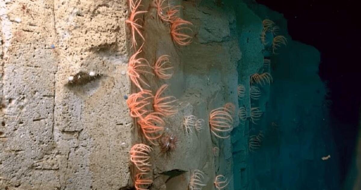 Mokslininkai atrado ilgiausią pasaulyje koralinį rifą (vaizdo įrašas)