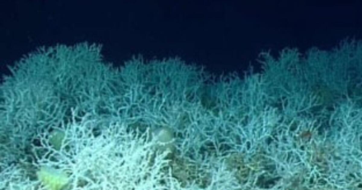 Didžiausias ir giliausias pasaulyje koralinis rifas: jo nepasiekia nė ...