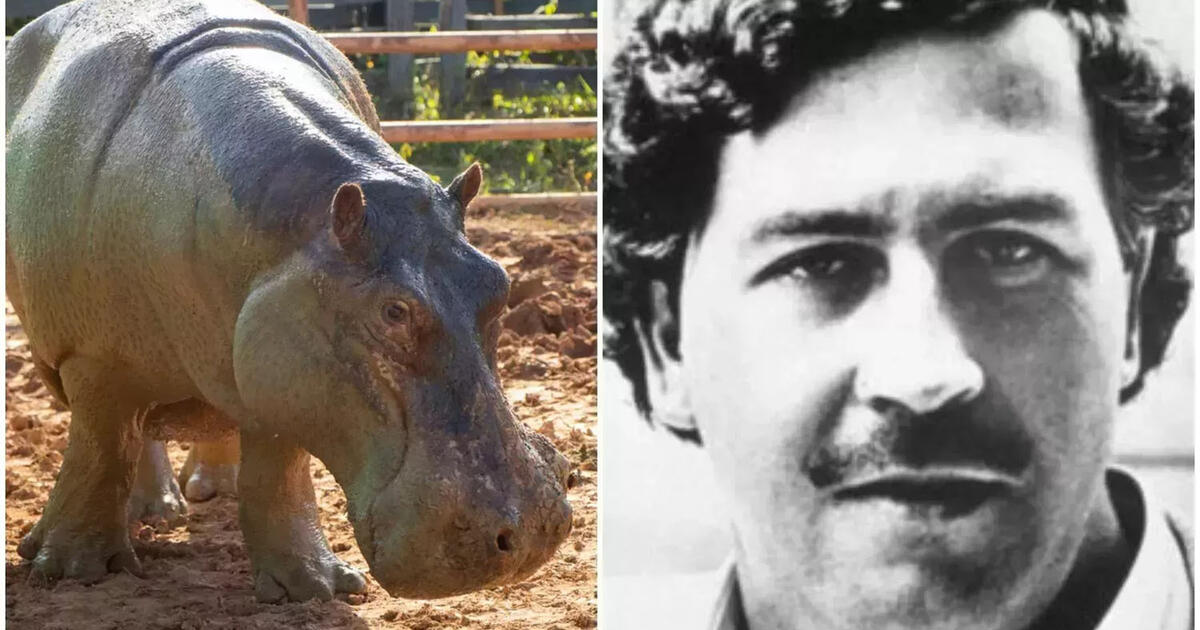 Pablo Escobaro palikimas: narkobaronas mirė, bet jo begemotų kaimenė ...